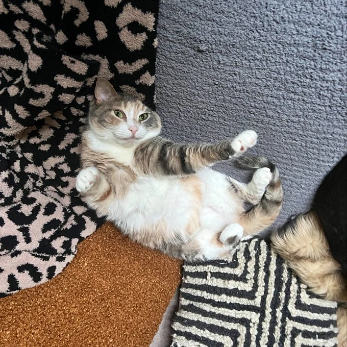 Chart | Cat Twitter Wiki | Fandom