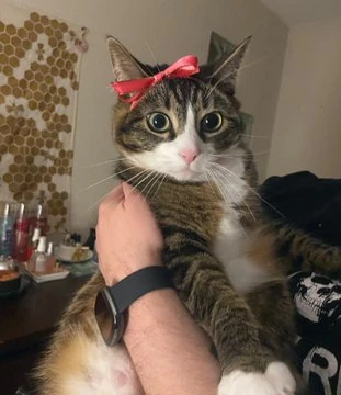 Coke Zero | Cat Twitter Wiki | Fandom