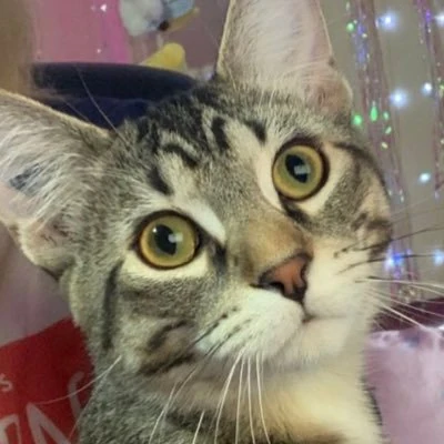 Takumi | Cat Twitter Wiki | Fandom