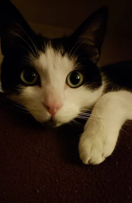 Dougie | Cat Twitter Wiki | Fandom