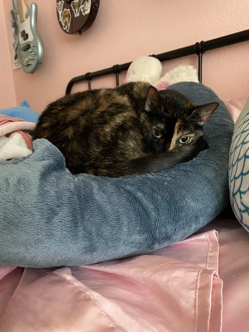 Melody | Cat Twitter Wiki | Fandom