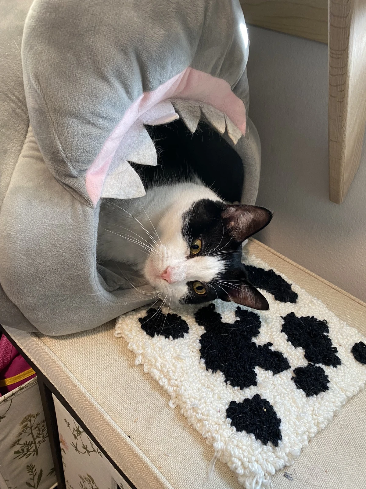 Finny | Cat Twitter Wiki | Fandom