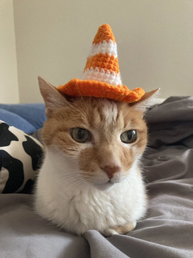 Dumpling | Cat Twitter Wiki | Fandom