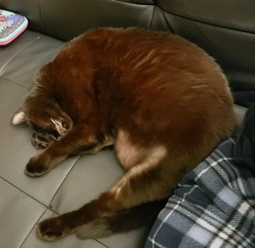 Wembley | Cat Twitter Wiki | Fandom