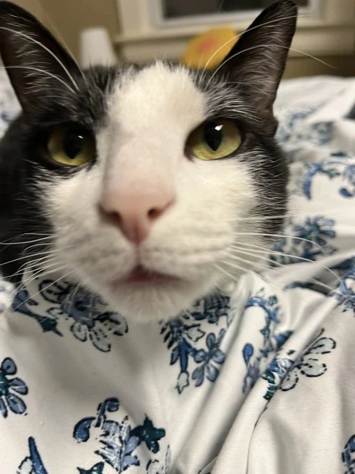 Petey | Cat Twitter Wiki | Fandom