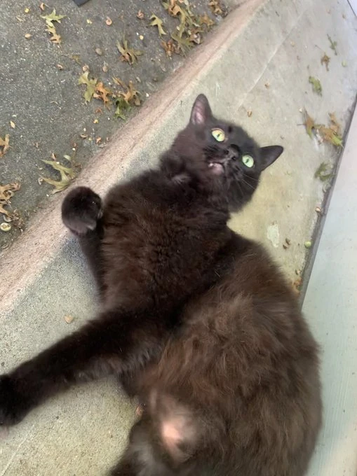 Danny | Cat Twitter Wiki | Fandom