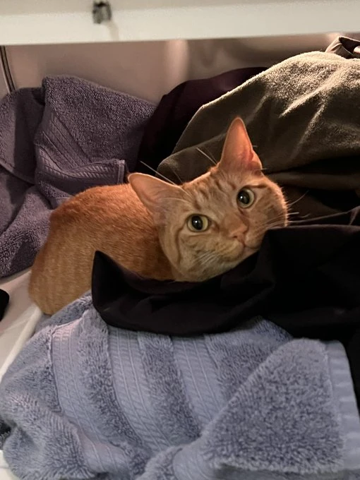 Cheddar | Cat Twitter Wiki | Fandom