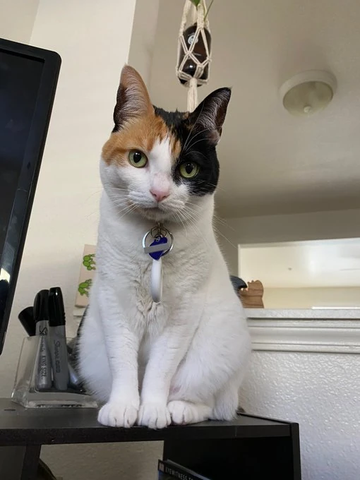 Jiblit | Cat Twitter Wiki | Fandom