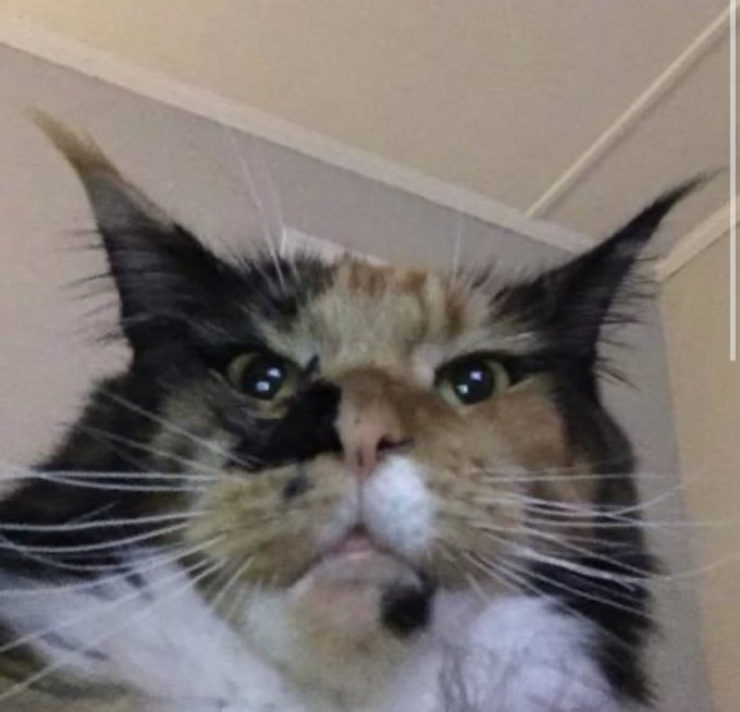 Big Lou | Cat Twitter Wiki | Fandom Big Lou | Cat Twitter Wiki | Fandom