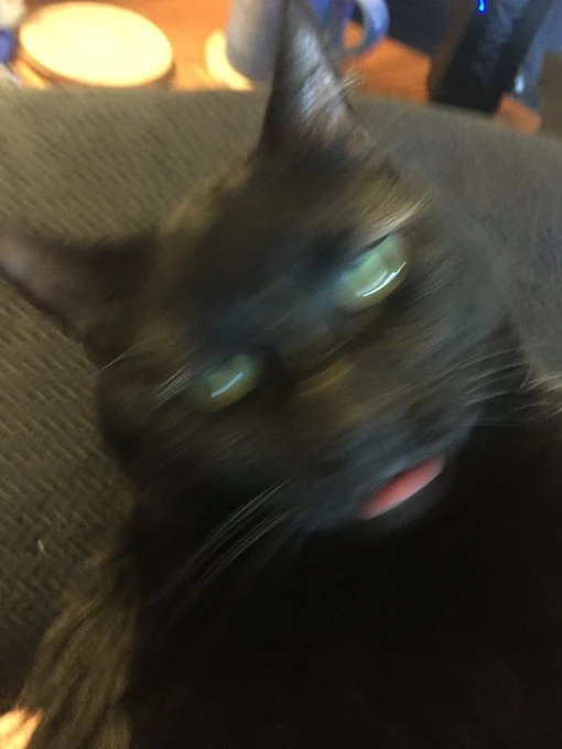 Meraxes | Cat Twitter Wiki | Fandom