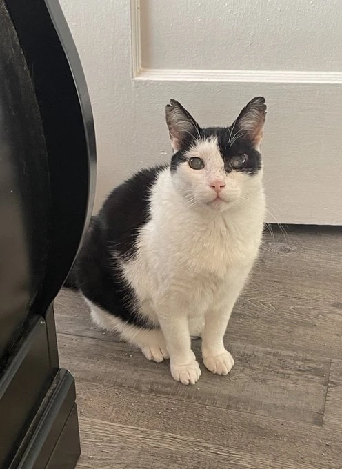 Teddy | Cat Twitter Wiki | Fandom