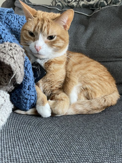 Sarge Cat Twitter Wiki Fandom