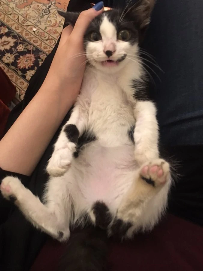 Barry | Cat Twitter Wiki | Fandom