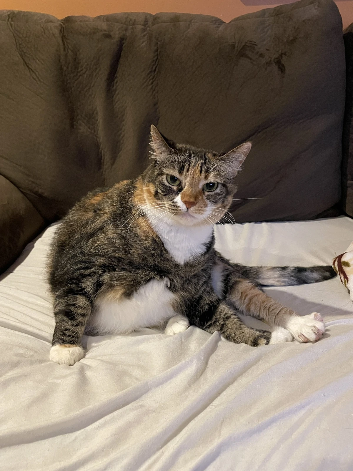 Nutter | Cat Twitter Wiki | Fandom