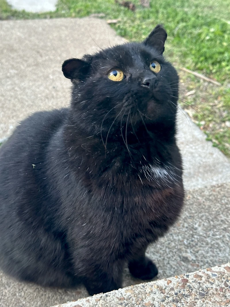 Wonky | Cat Twitter Wiki | Fandom