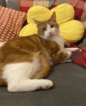 Franklin | Cat Twitter Wiki | Fandom