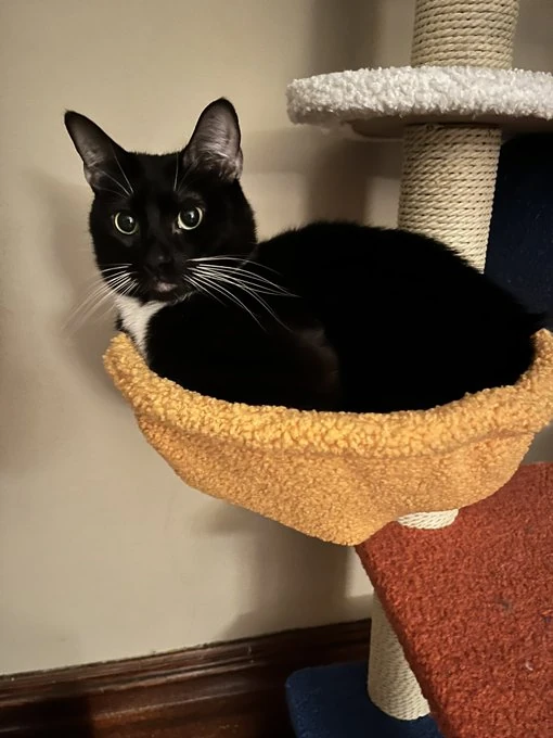 Harvey | Cat Twitter Wiki | Fandom