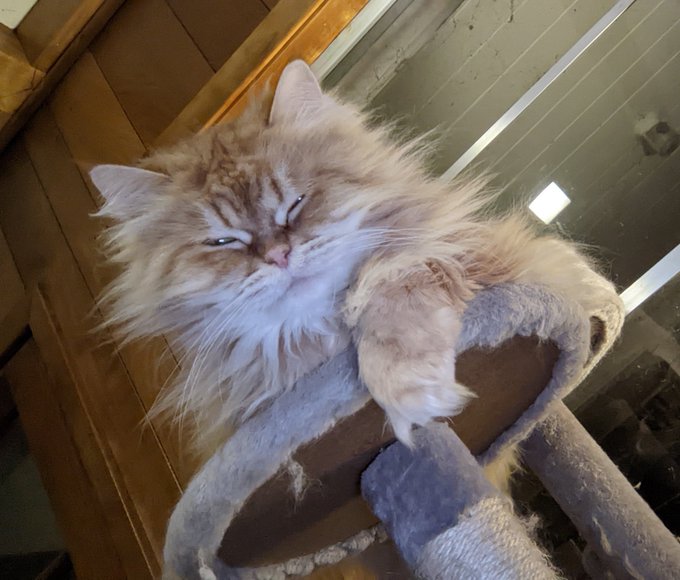 Category:Cats | Cat Twitter Wiki | Fandom