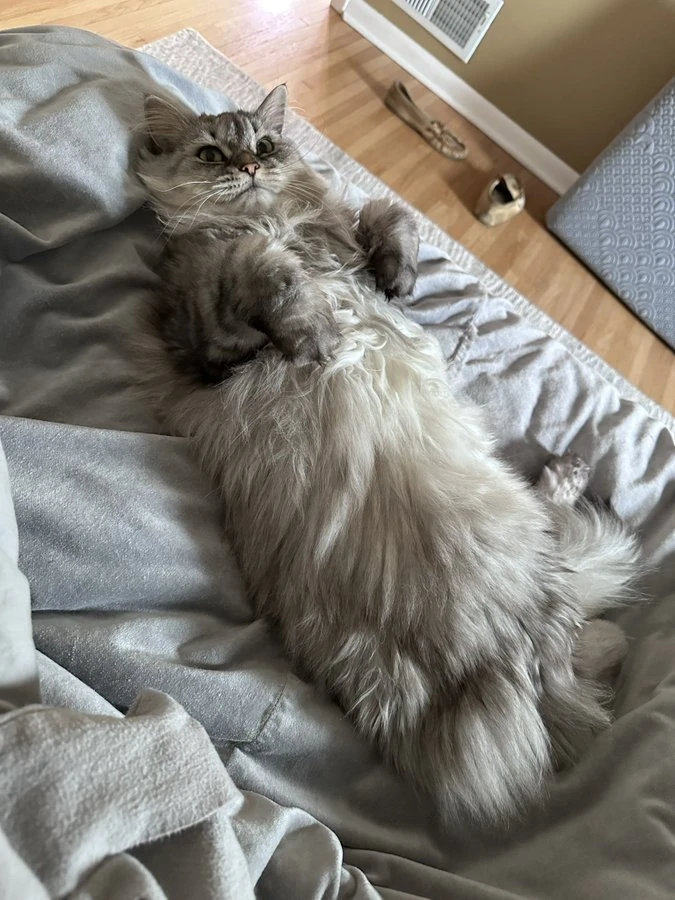 Maisie | Cat Twitter Wiki | Fandom