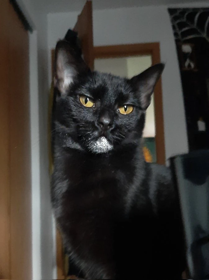 Beastly | Cat Twitter Wiki | Fandom