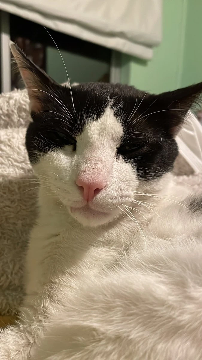 Manolito | Cat Twitter Wiki | Fandom