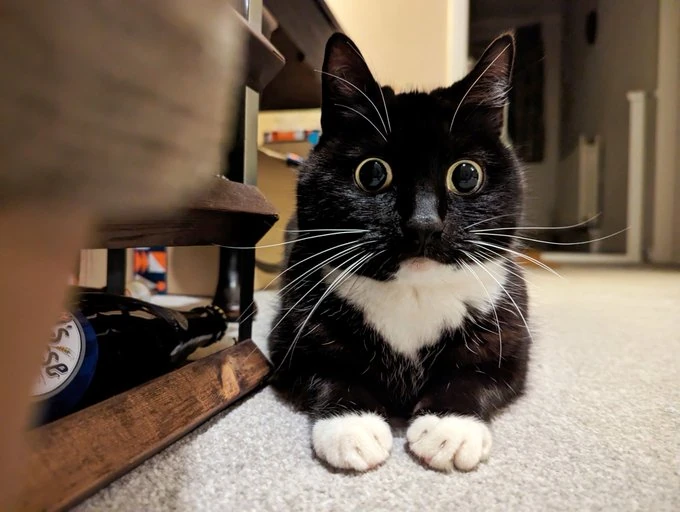 Curious Zelda | Cat Twitter Wiki | Fandom