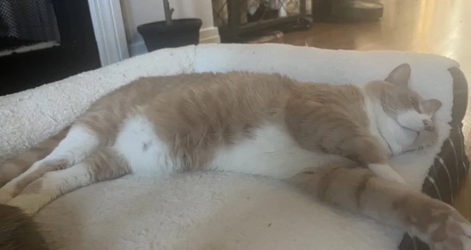 Atticus | Cat Twitter Wiki | Fandom