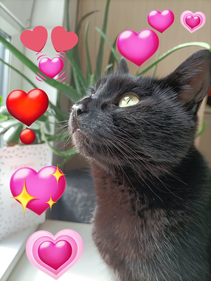 Smilla Cat Twitter Wiki Fandom