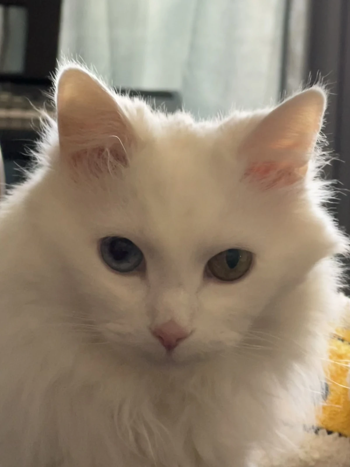 Freya May | Cat Twitter Wiki | Fandom