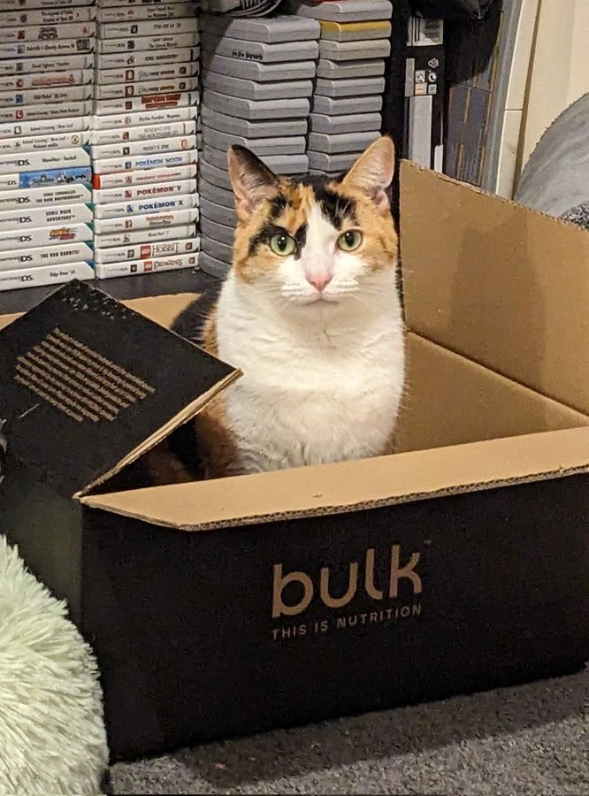 Zelda | Cat Twitter Wiki | Fandom