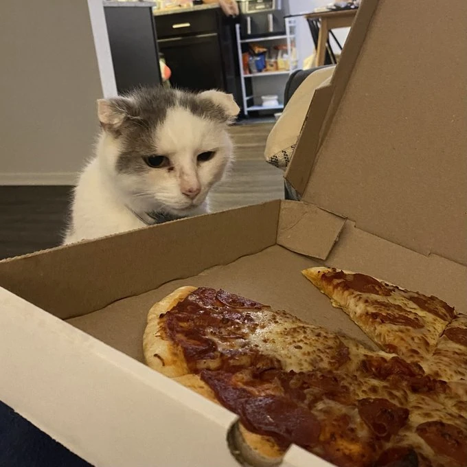 Chowder | Cat Twitter Wiki | Fandom