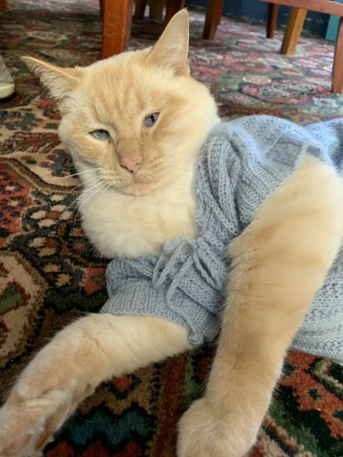 Alfie | Cat Twitter Wiki | Fandom