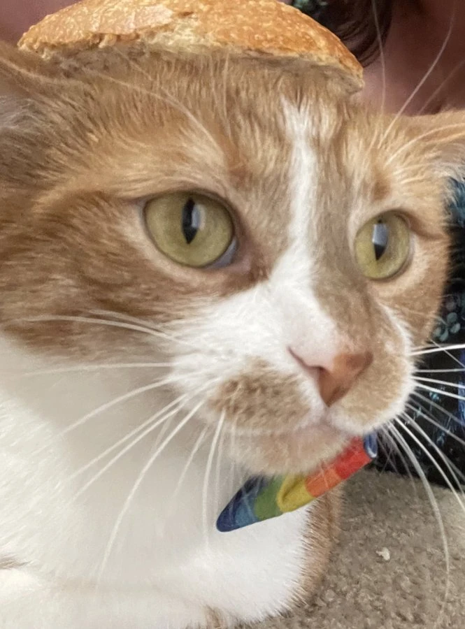 Vinny | Cat Twitter Wiki | Fandom