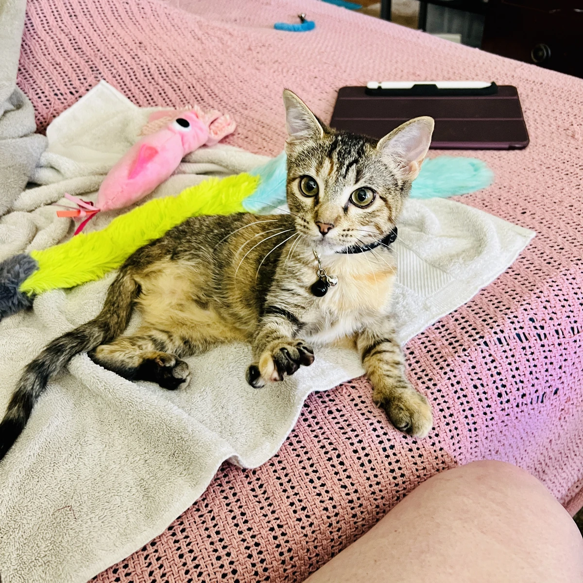 Sorcha Fierce & thee funkee bunts | Cat Twitter Wiki | Fandom