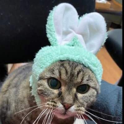 Delilah | Cat Twitter Wiki | Fandom