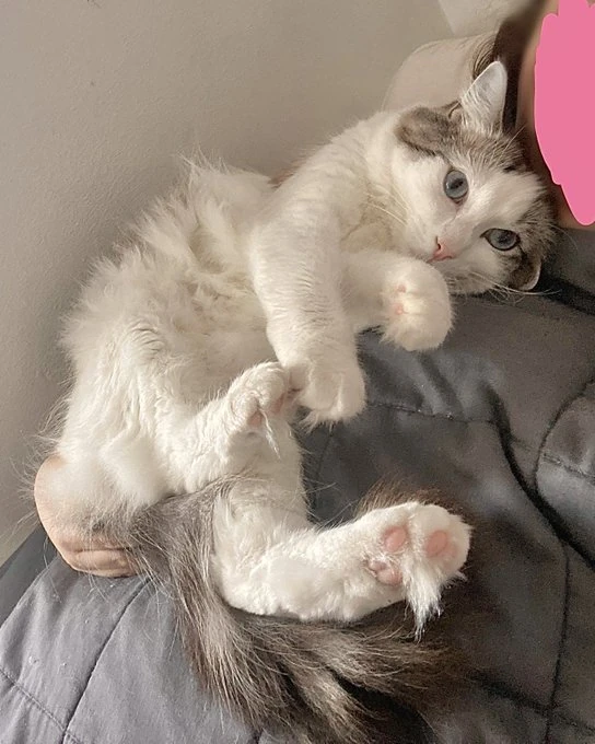 Mochi | Cat Twitter Wiki | Fandom