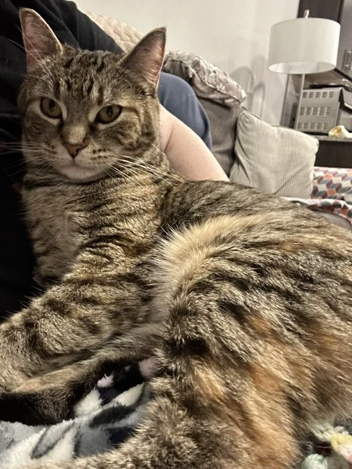 Ellie (Lil Belly) | Cat Twitter Wiki | Fandom