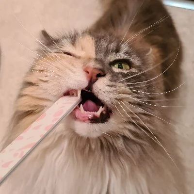 Chudley | Cat Twitter Wiki | Fandom