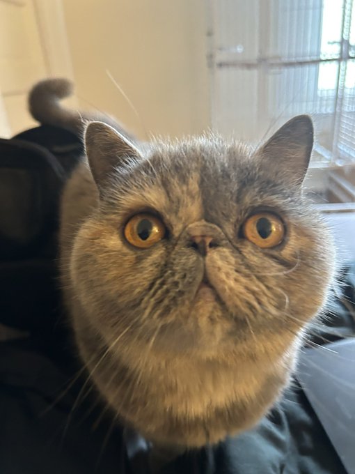 Bleu Cat Twitter Wiki Fandom