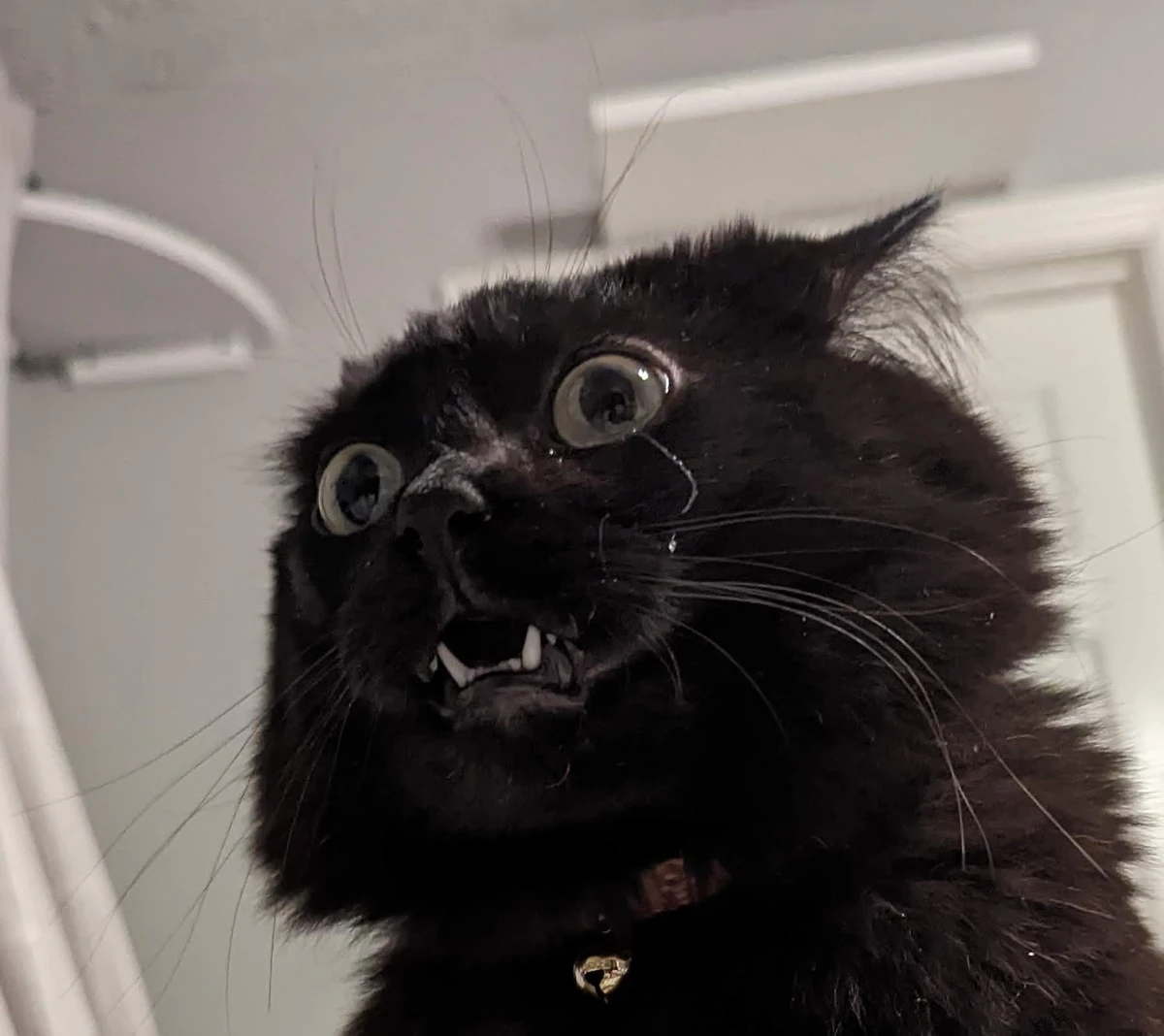 Shura | Cat Twitter Wiki | Fandom