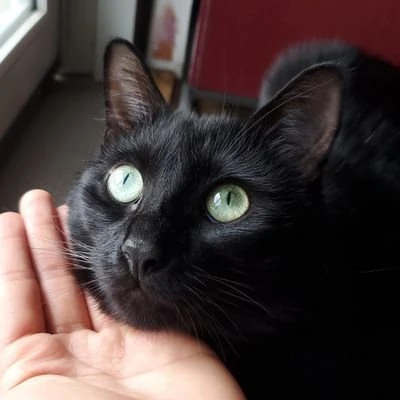 CadaBug | Cat Twitter Wiki | Fandom