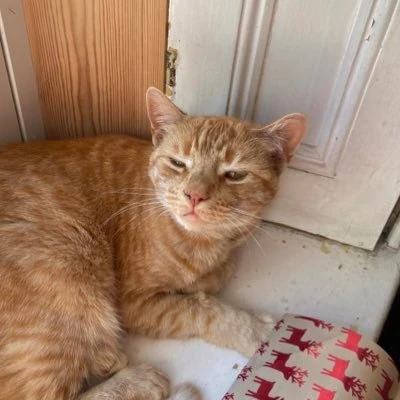 Squimchy Honey | Cat Twitter Wiki | Fandom