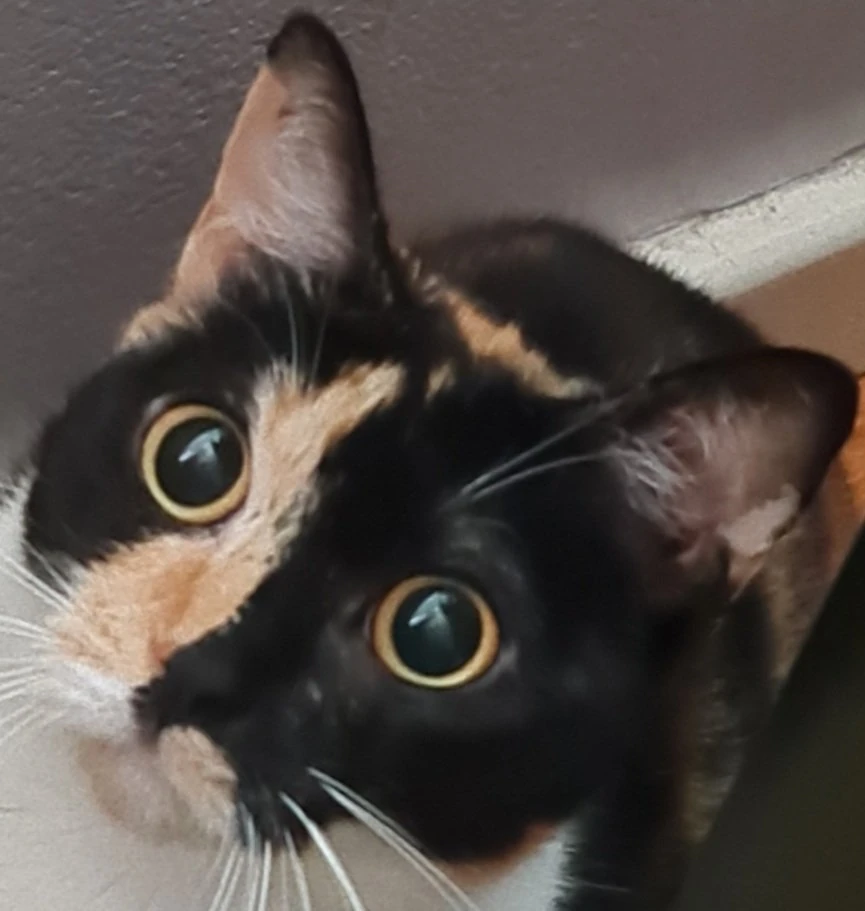 Ivy | Cat Twitter Wiki | Fandom