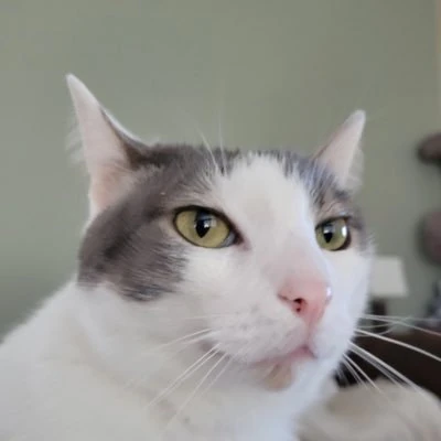 Bean | Cat Twitter Wiki | Fandom