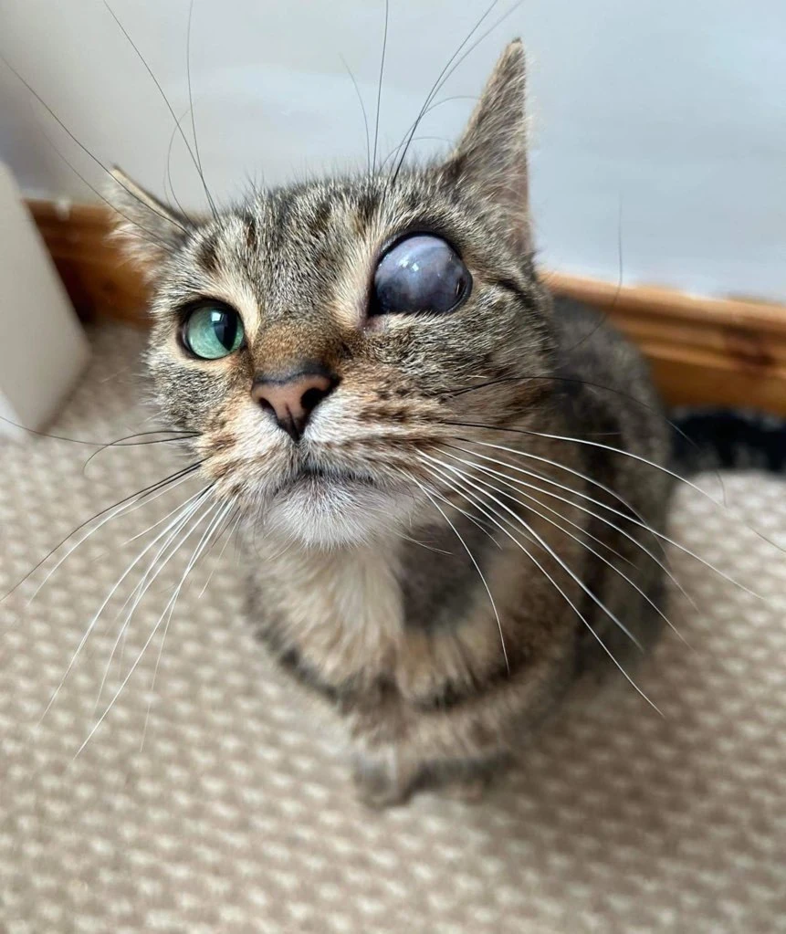 Miss Keisha | Cat Twitter Wiki | Fandom