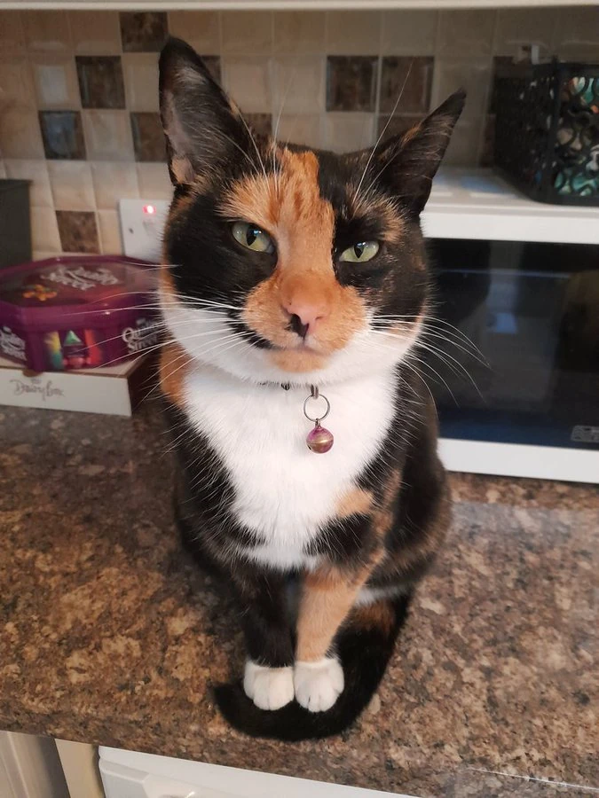 Socky | Cat Twitter Wiki | Fandom