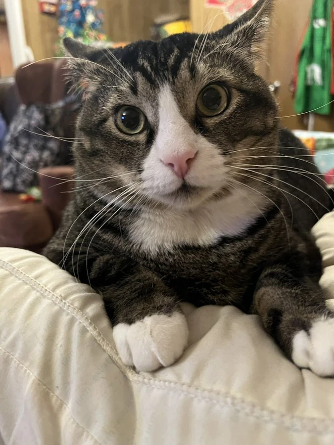 Boots | Cat Twitter Wiki | Fandom