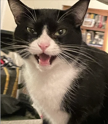 BasilTux | Cat Twitter Wiki | Fandom