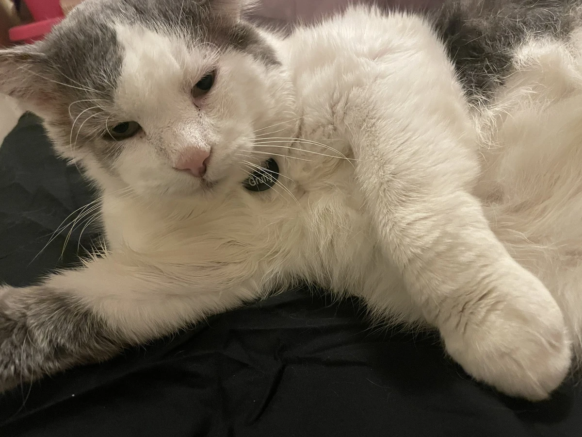 Harper Gruffy | Cat Twitter Wiki | Fandom