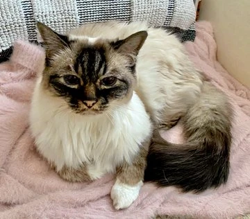 Pamcake | Cat Twitter Wiki | Fandom